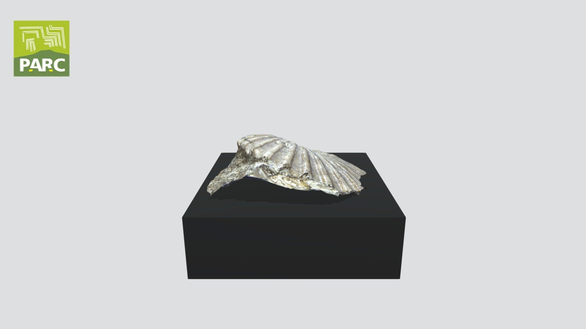 Pecten - 3D model by PARC Museum (@parcgenoni) [013a39d] - Sketchfab