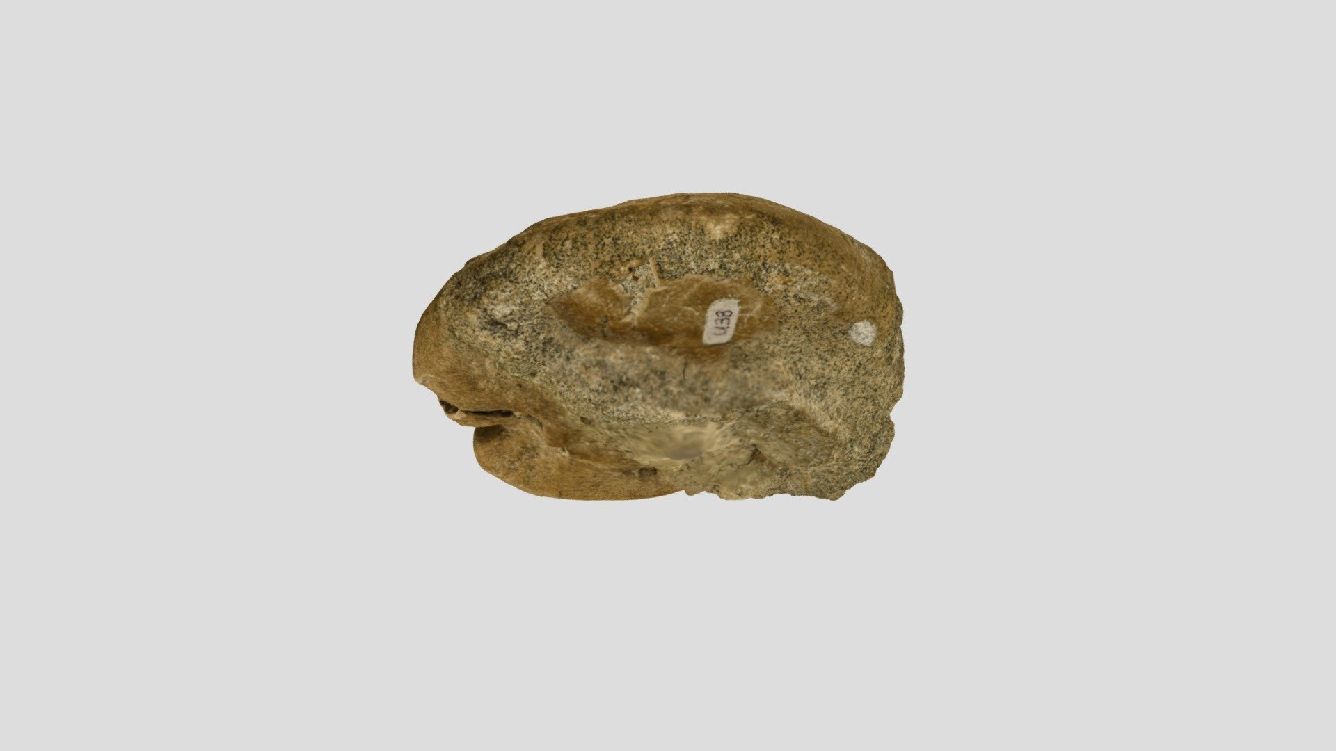 Fossil Sample 2 - 3D model by jonathan.davidson [013bed9] - Sketchfab