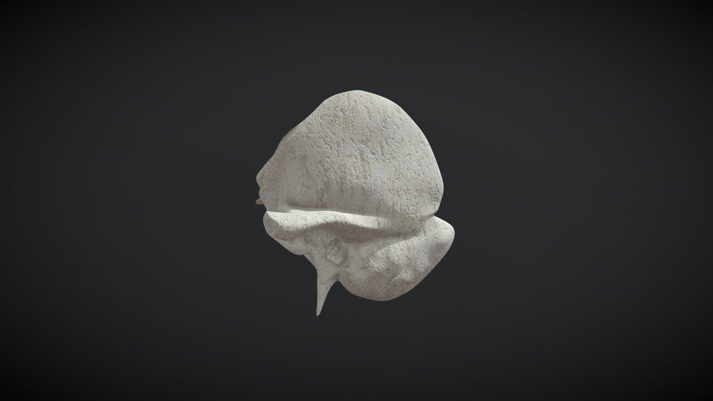huesos del craneo - A 3D model collection by sofi.aguiar - Sketchfab