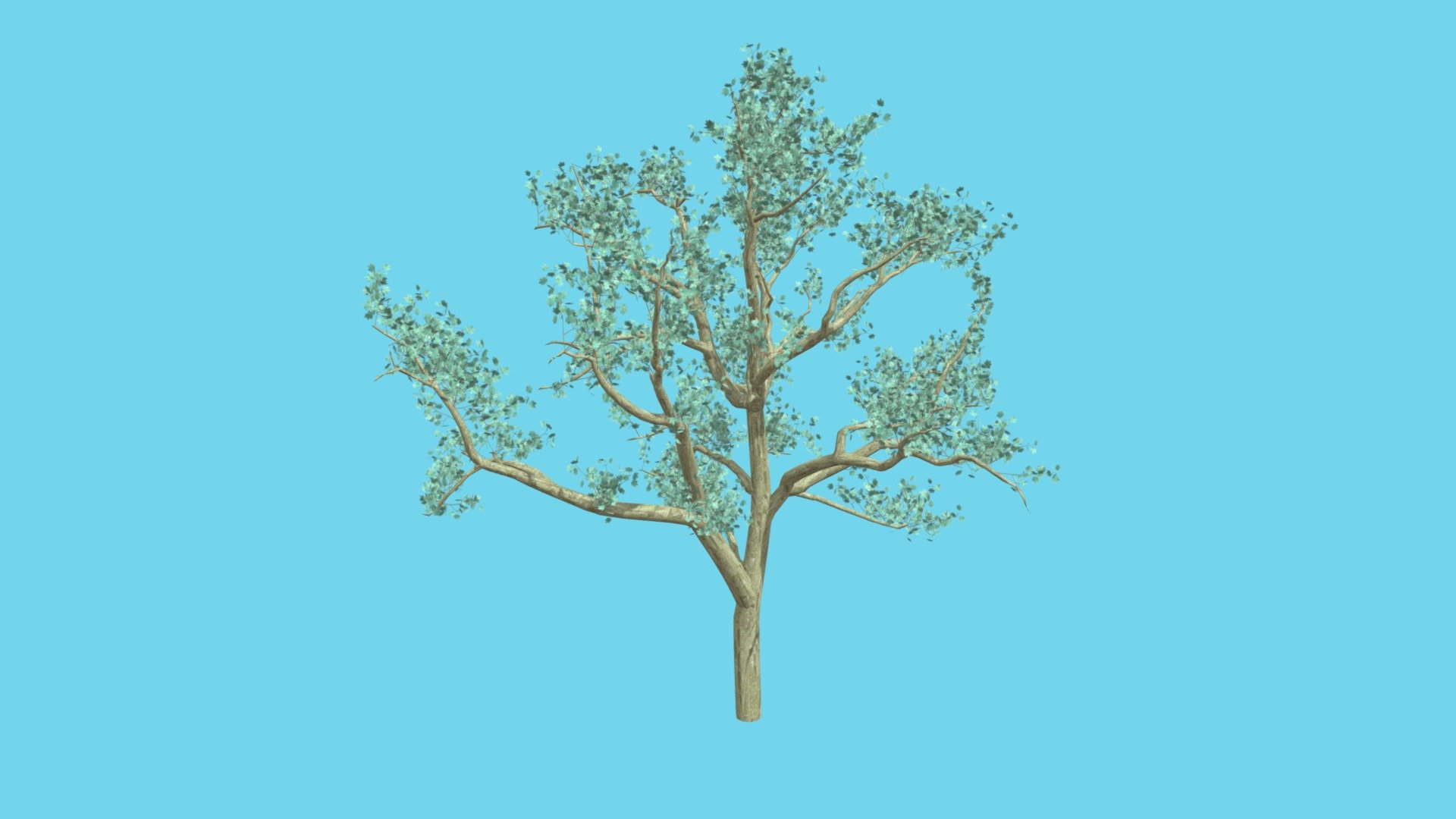 Norway Maple Model - 3D model by Aerial Arborist Innovations ...