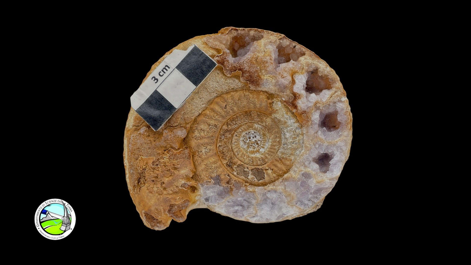 Modello Interno Ammonite - 3D model by Dipartimento di Scienze della ...