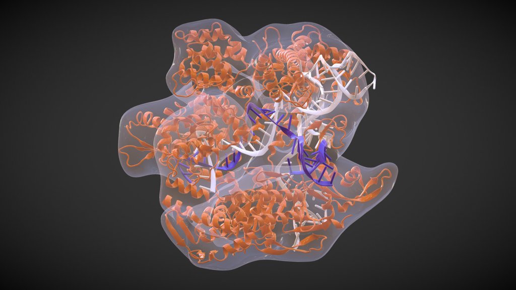 Crispr is weird - A 3D model collection by StuperMan - Sketchfab