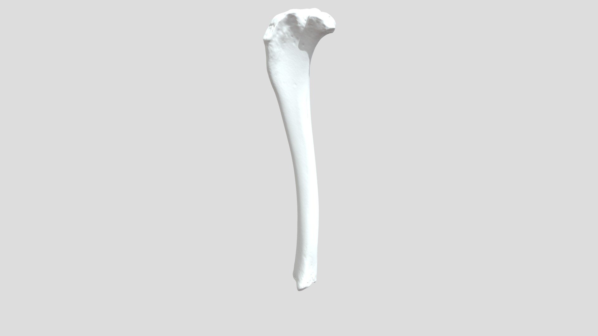 3d-dog-bone-project-tibia - 3D model by mreif [014e736] - Sketchfab