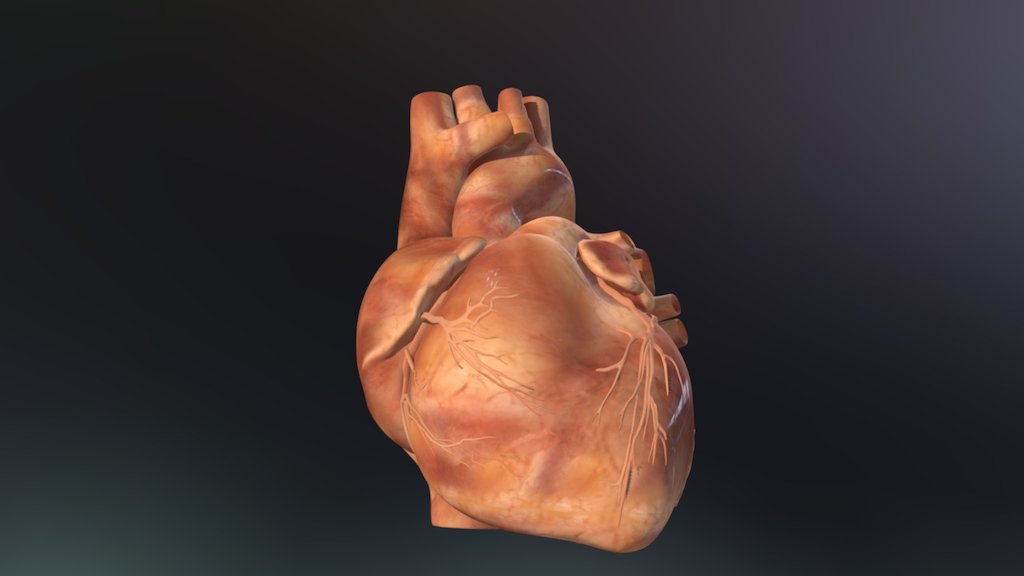 Human Heart Demo - 3D model by ShyamsundarGhate [0153fe8] - Sketchfab
