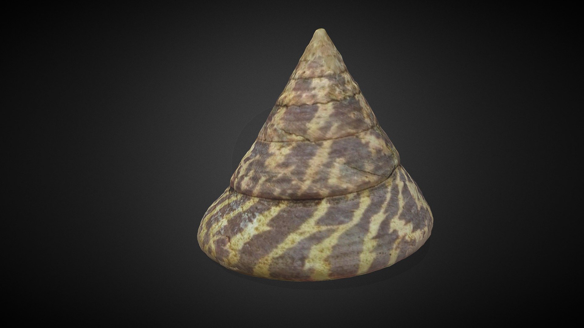 Trochus Niloticus Linn - Download Free 3D model by itsmerolfzurc ...
