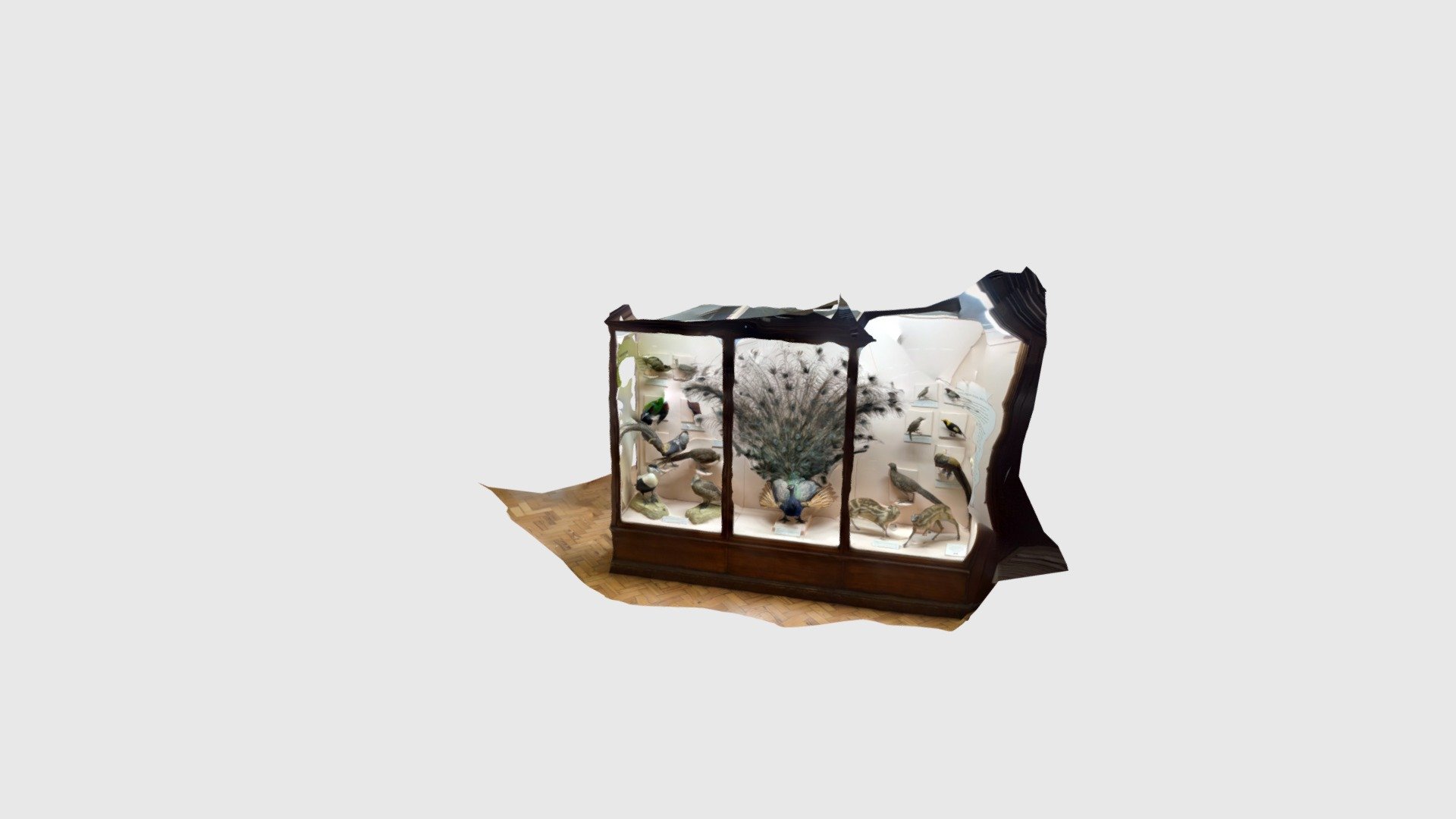 Bird scan 3 - Download Free 3D model by Page5801 [0165f4c] - Sketchfab