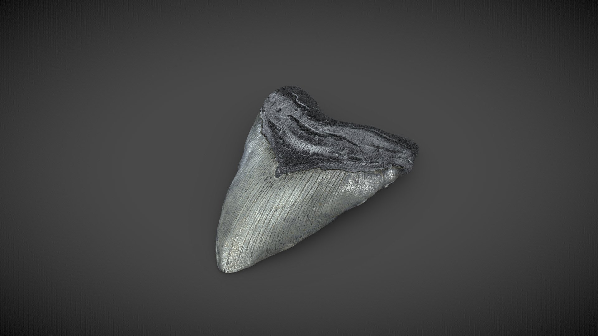 Tooth of a Otodus Megalodon - 3D model by Peter Nox (@Peter.Nox ...
