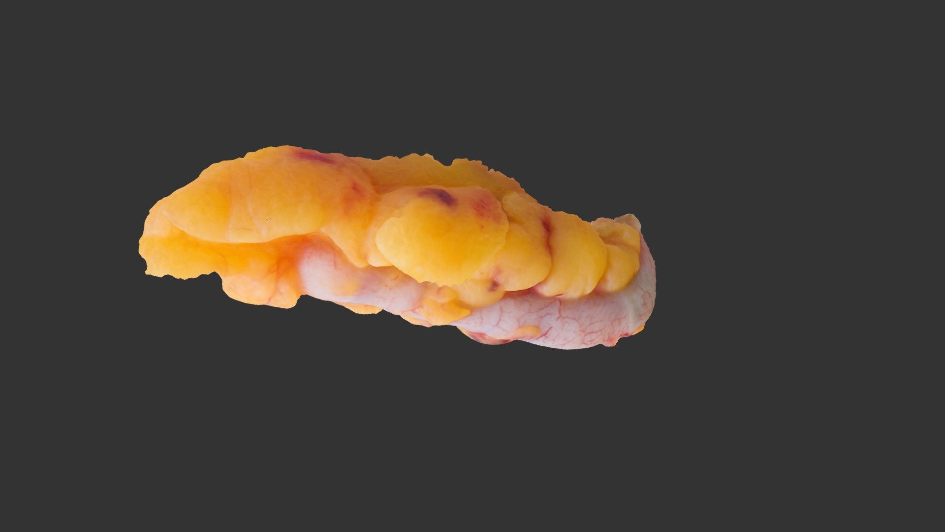 Appendice vermiforme - 3D model by simone.trovato.monastra [016a2f2 ...