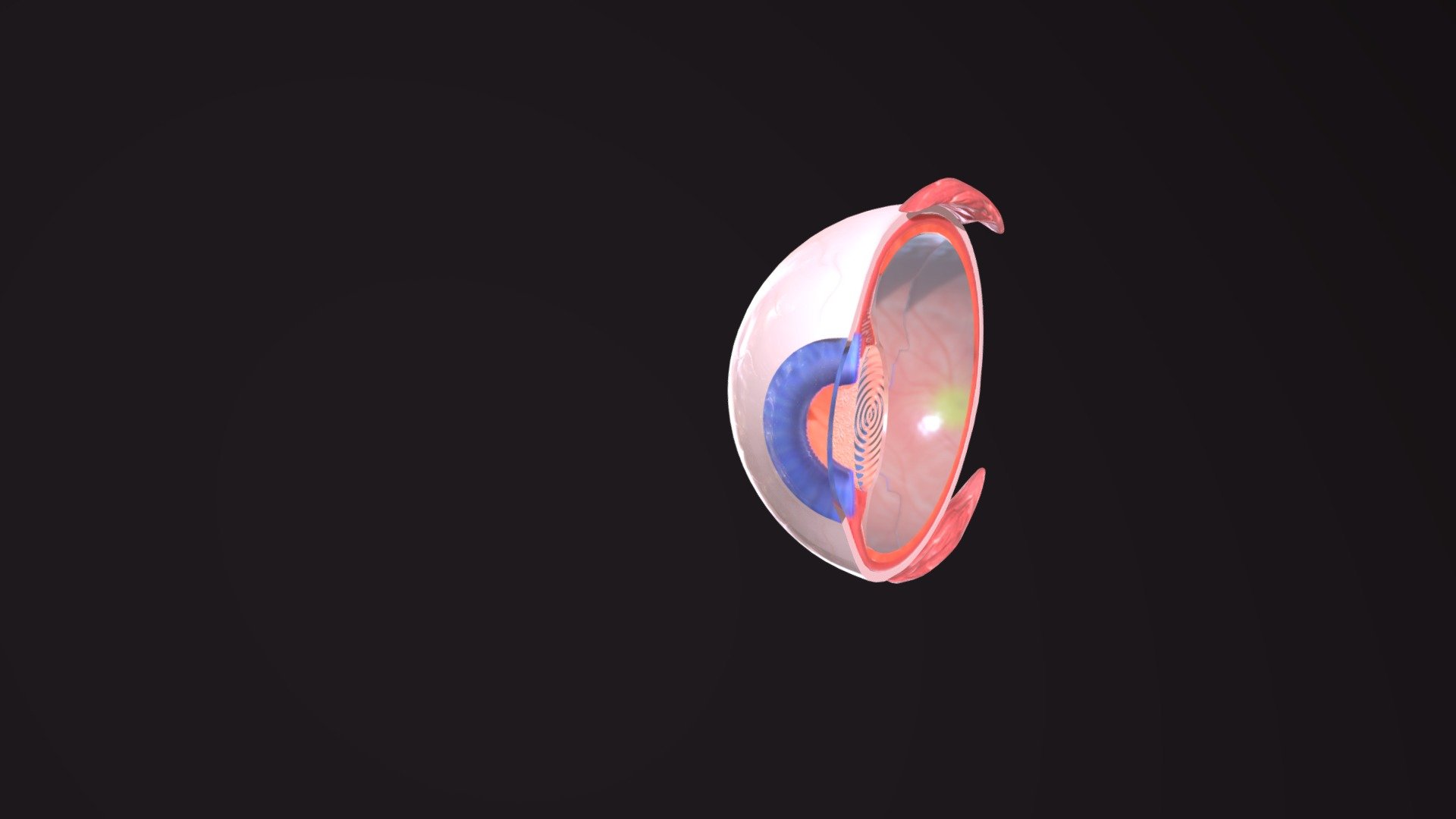 Human Eye - 3D model by XReady Lab (@xreadylab) [016a461] - Sketchfab