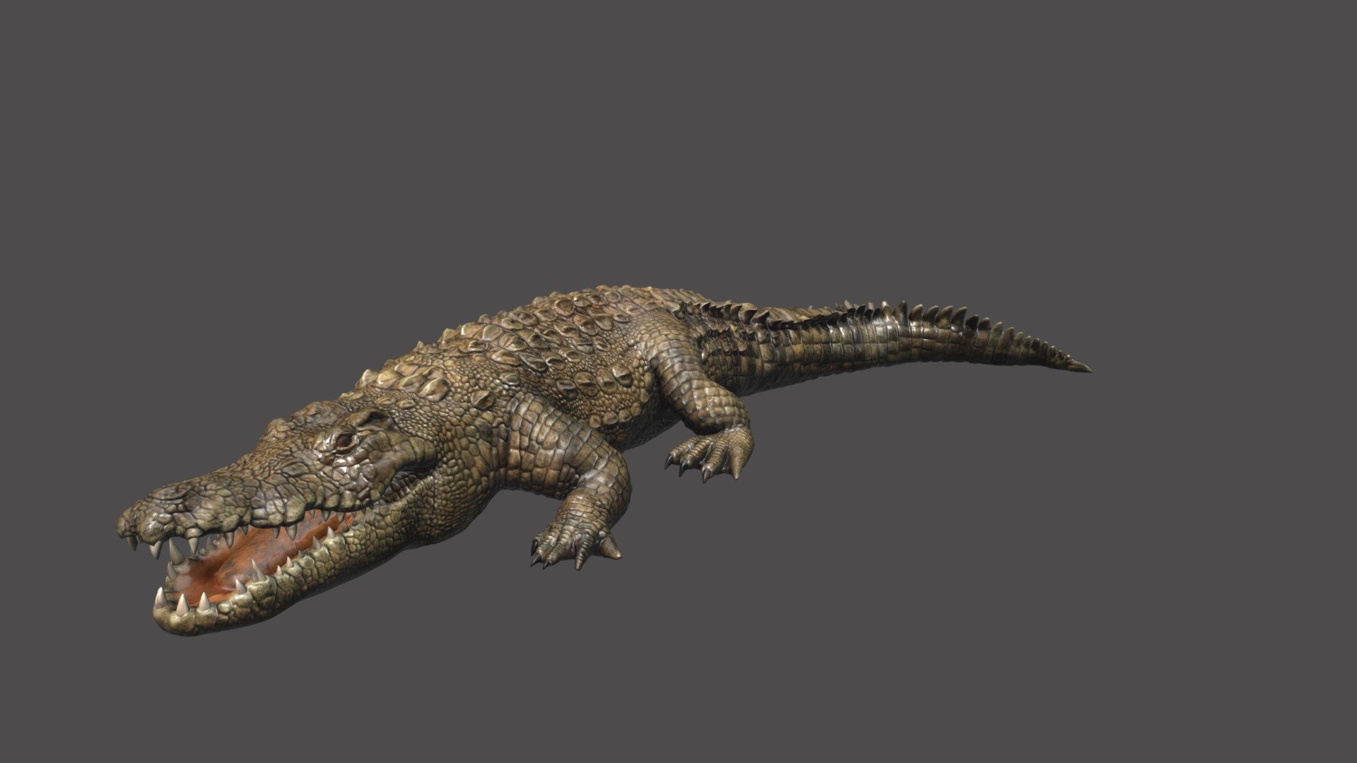 American crocodile - 3D model by dorosummer [01726a1] - Sketchfab
