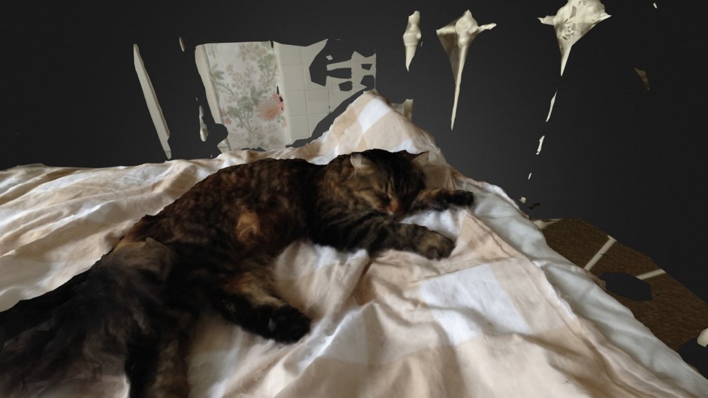 Emmy the cat in 3D - 3D model by SBCODE [01820aa] - Sketchfab