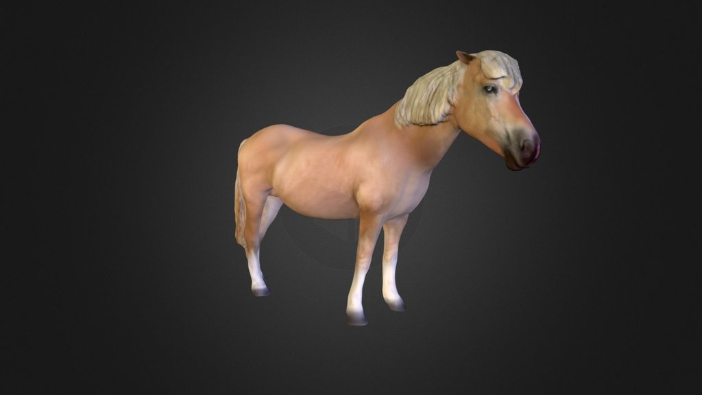 ANATOMY - Horse - A 3D model collection by Jenn (@ceratosaurus) - Sketchfab