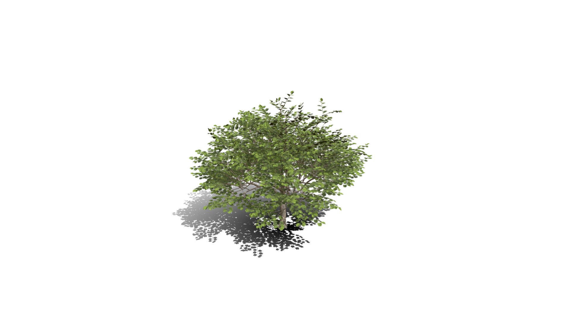 Realistic HD Hong Kong orchid tree (34/40) - Download Free 3D model by ...