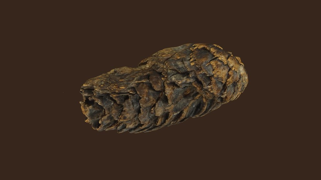 Submerged Prehistoric Pine Cone - 3D model by The Mel Fisher Maritime ...