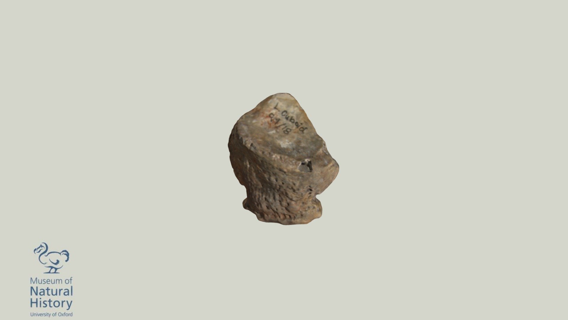 The Red Lady of Paviland - left cuboid - 3D model by Oxford University ...