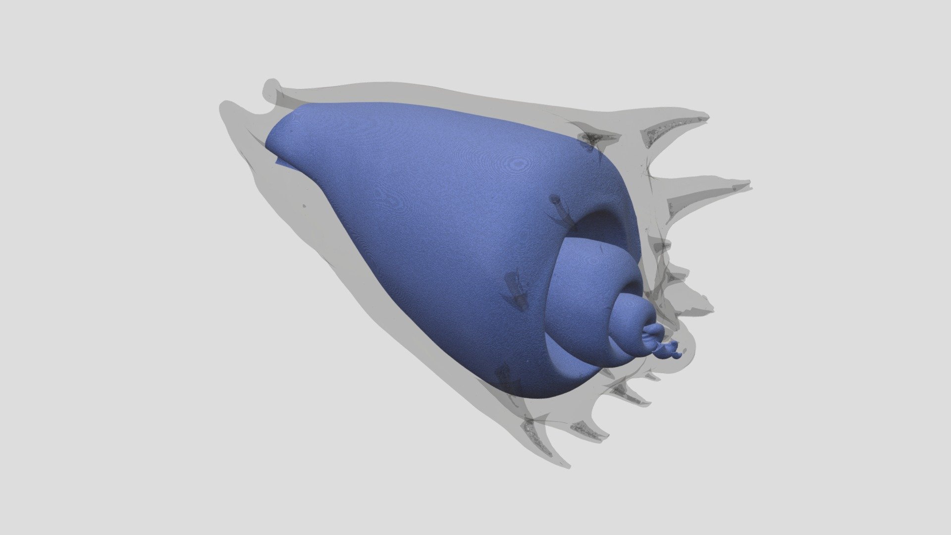 Cymbiola imperialis (DMNS:Inv:23831) - 3D model by Biodiversity ...