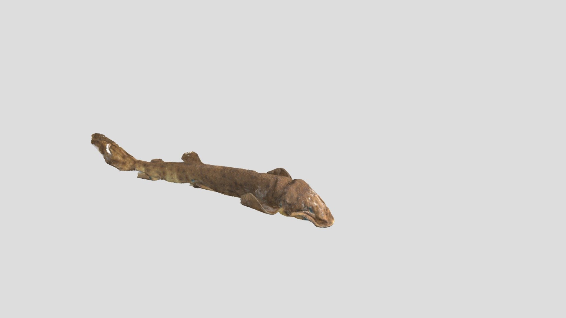 Baby Shark - Birch Aquarium - Download Free 3D model by CHEI - UC San ...