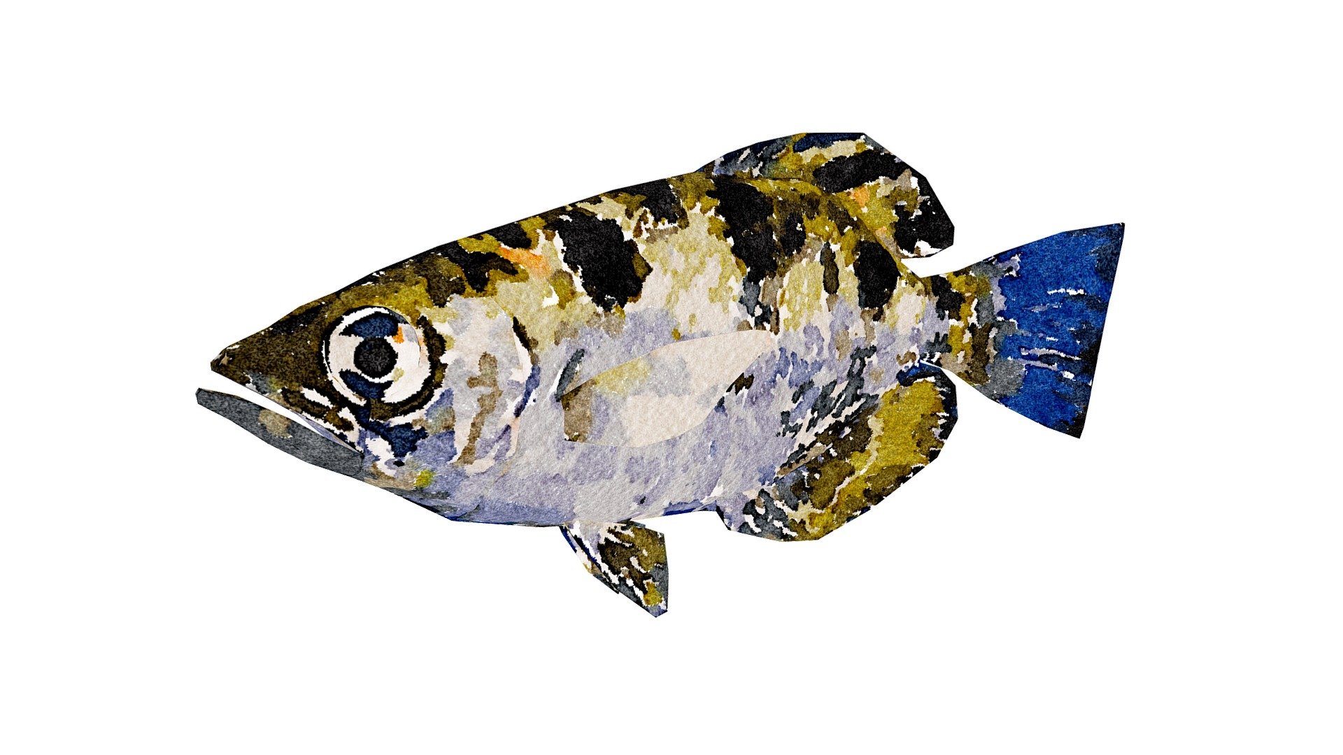 Archerfish illustration - 3D model by josluat91 [019a952] - Sketchfab