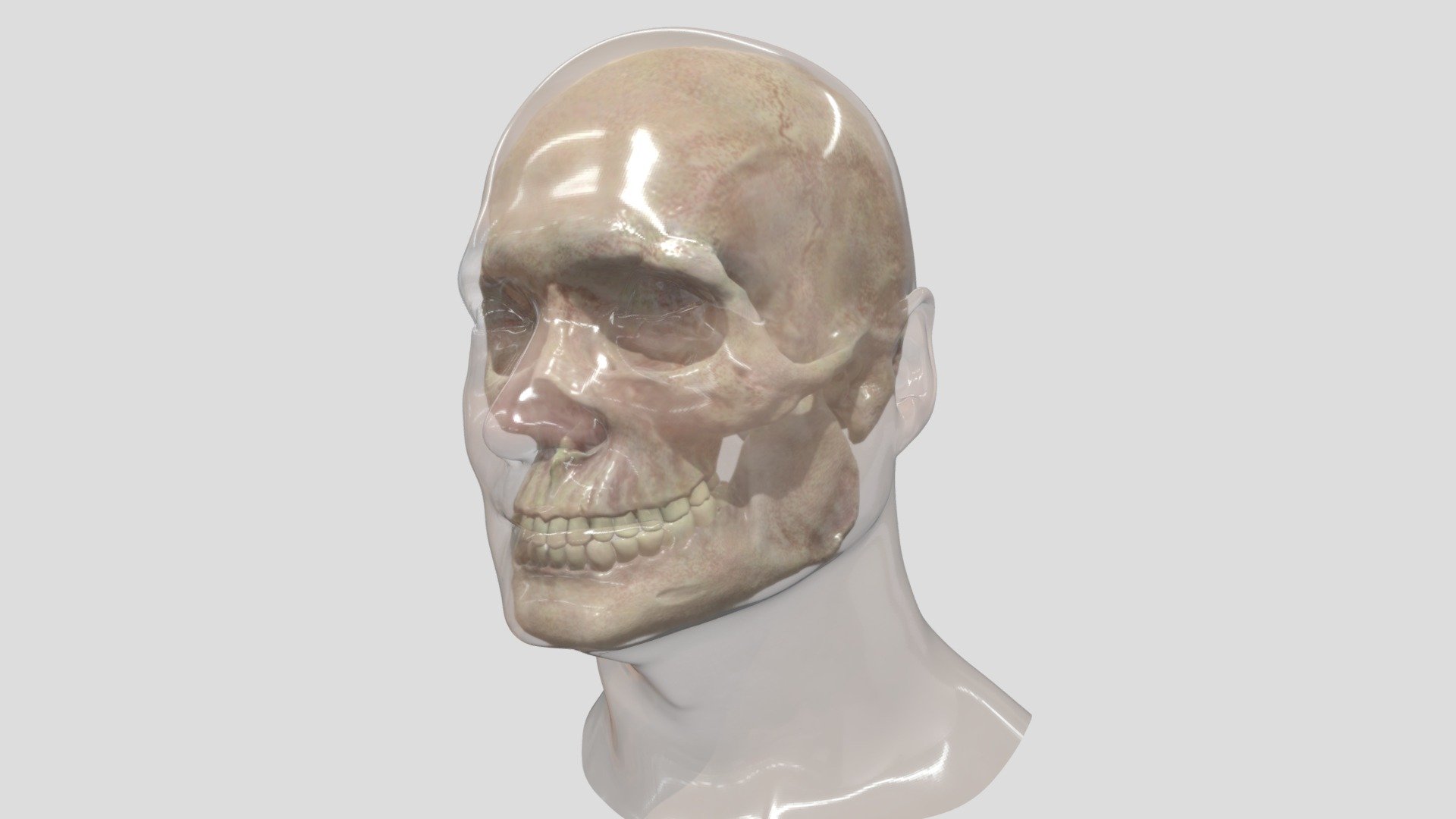 My Head with Visible Skull - 3D model by Jonathan Young (@sketchdoc ...