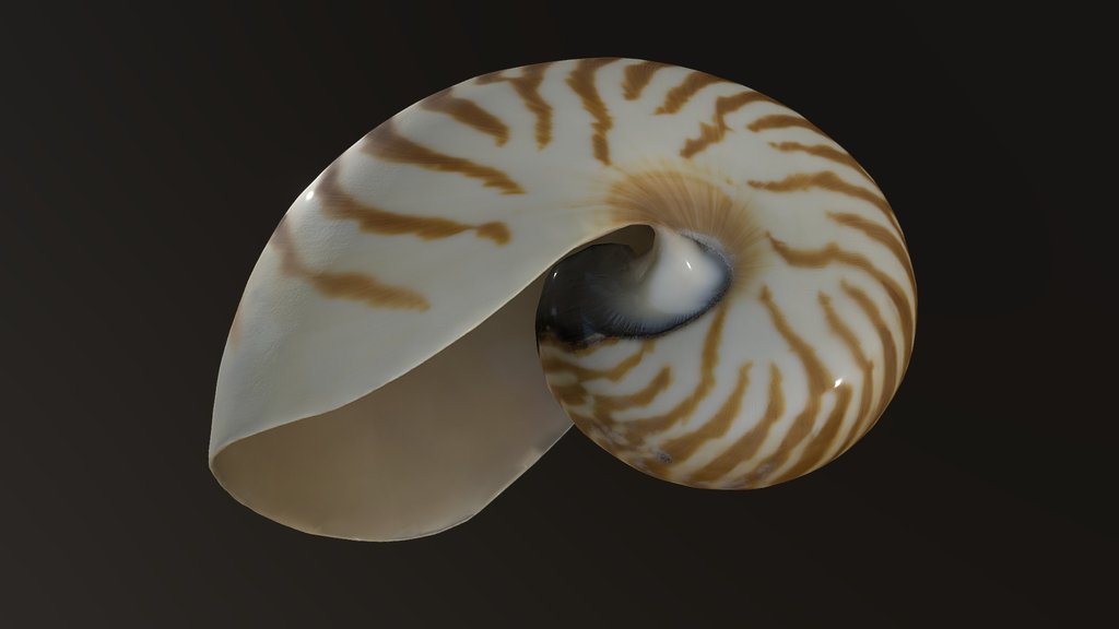 natilus2 - A 3D model collection by CaptainSplane - Sketchfab