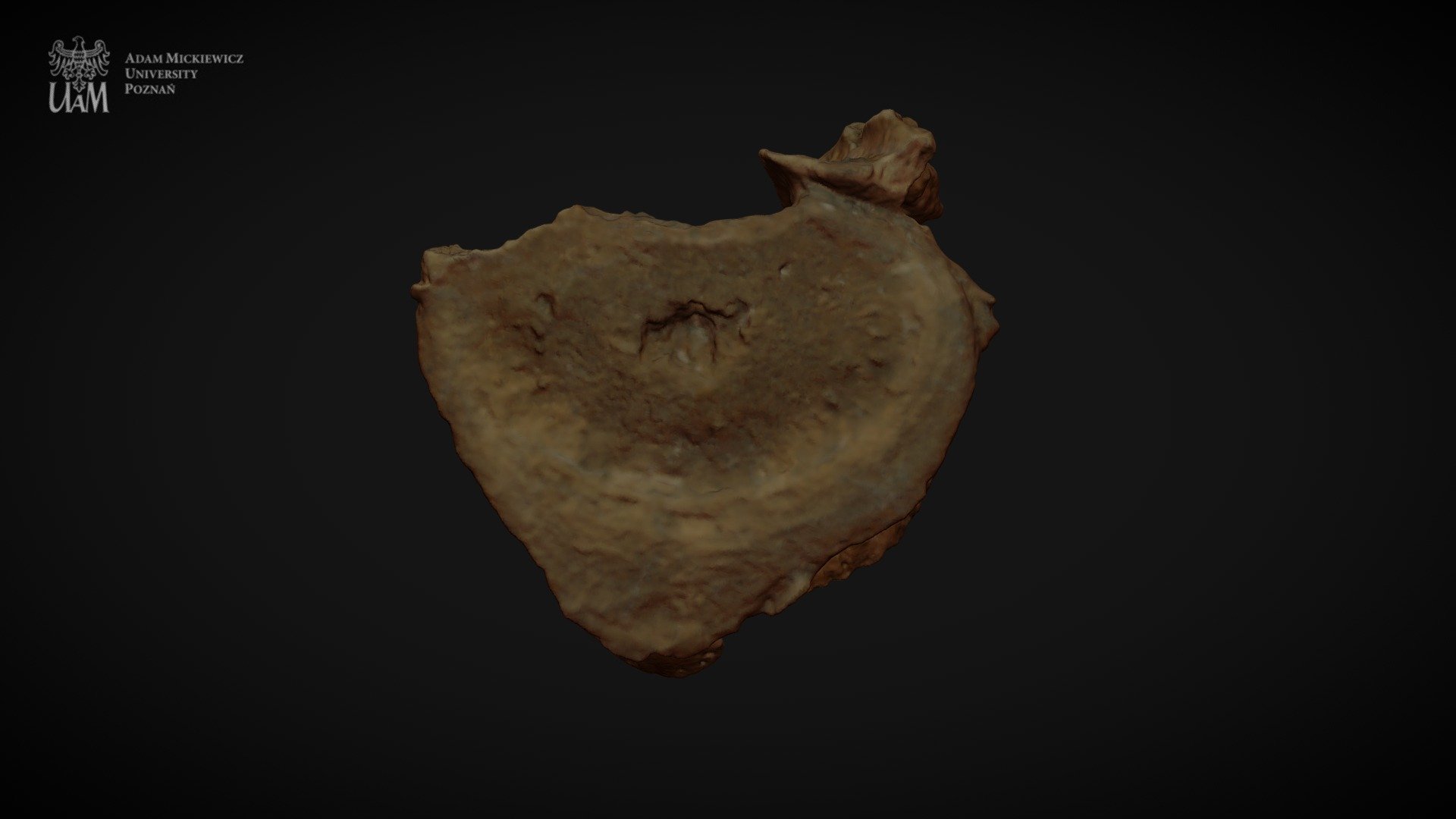 Achondroplastic dwarf - T12 - 3D model by AMU Human Evolutionary ...