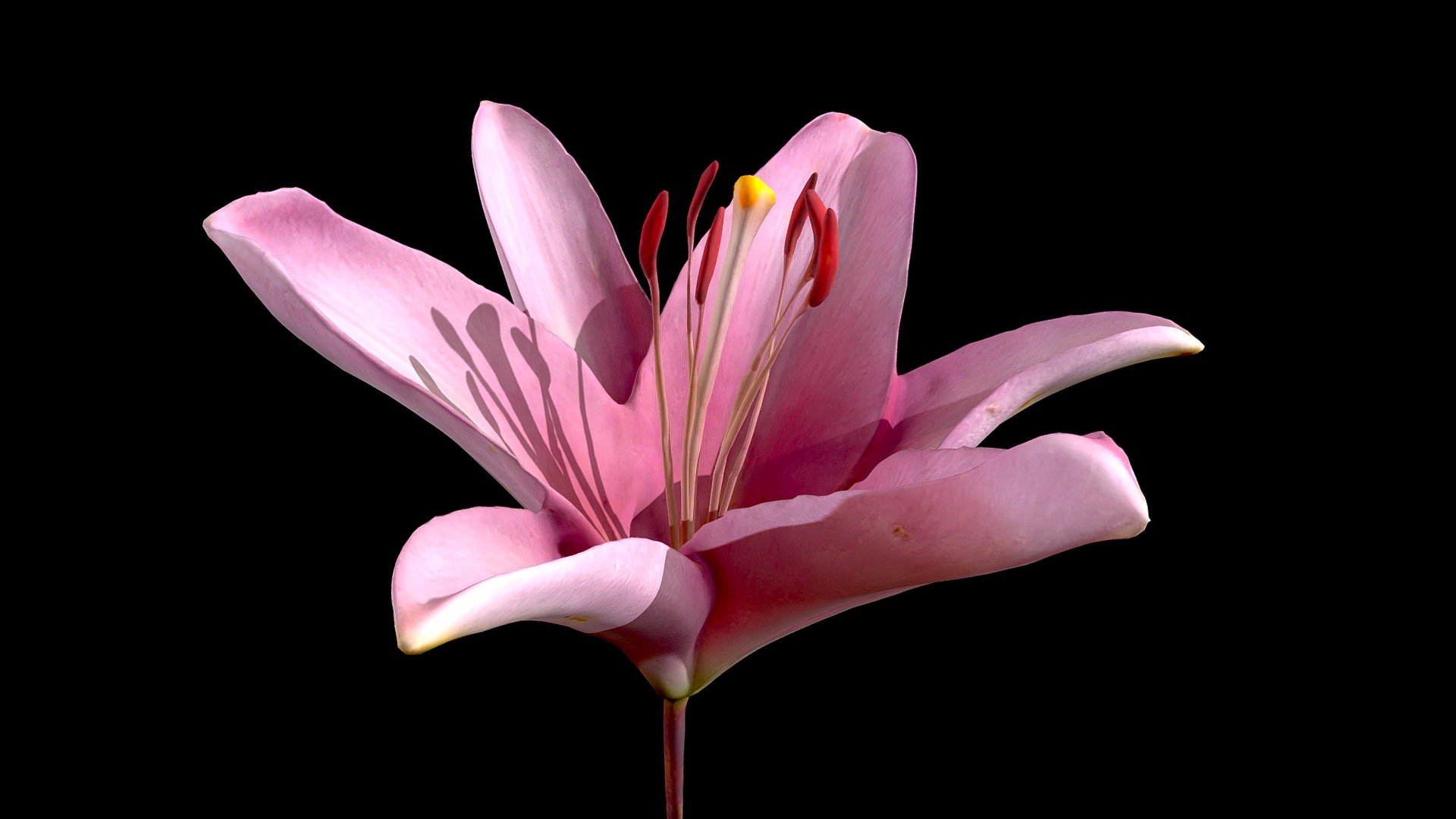 Pink Lily - Buy Royalty Free 3D model by Zacxophone [01b1650 ...