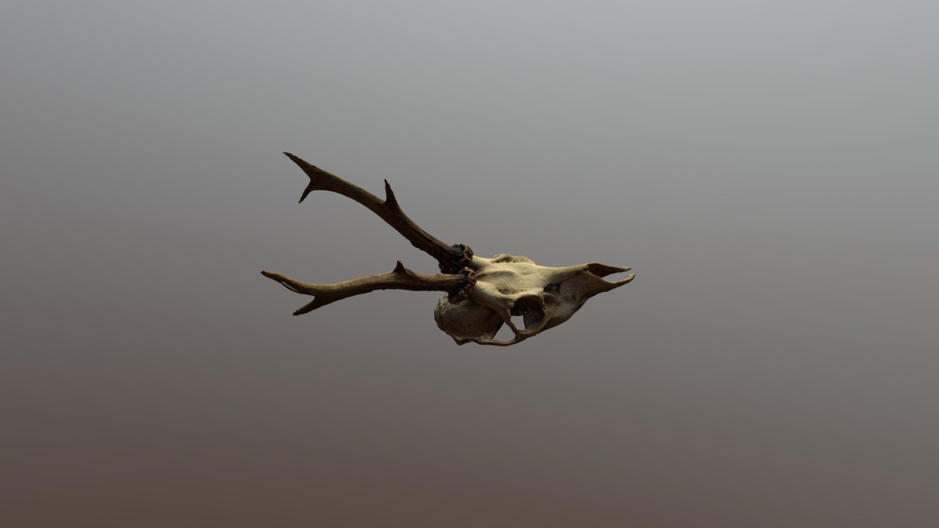 Roe Skull1 - 3D model by pgajda [01b32d0] - Sketchfab