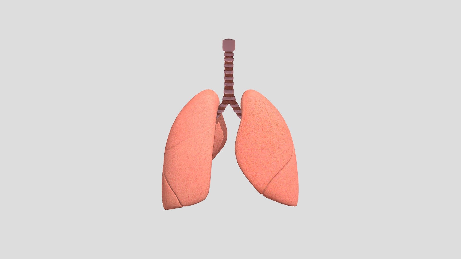 akciger - 3D model by amazoivr [01b395f] - Sketchfab