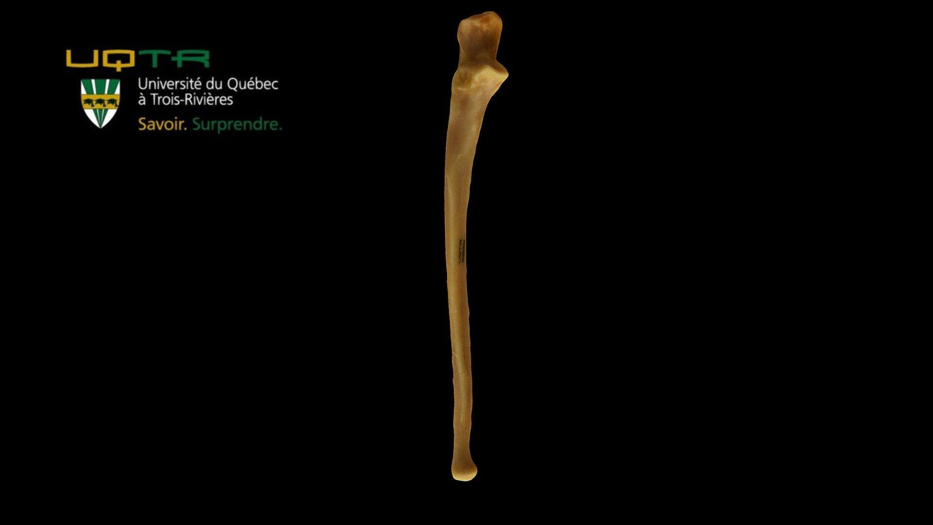 Ulna droite / Right ulna - 3D model by Anatomie UQTR - Anatomy UQTR ...
