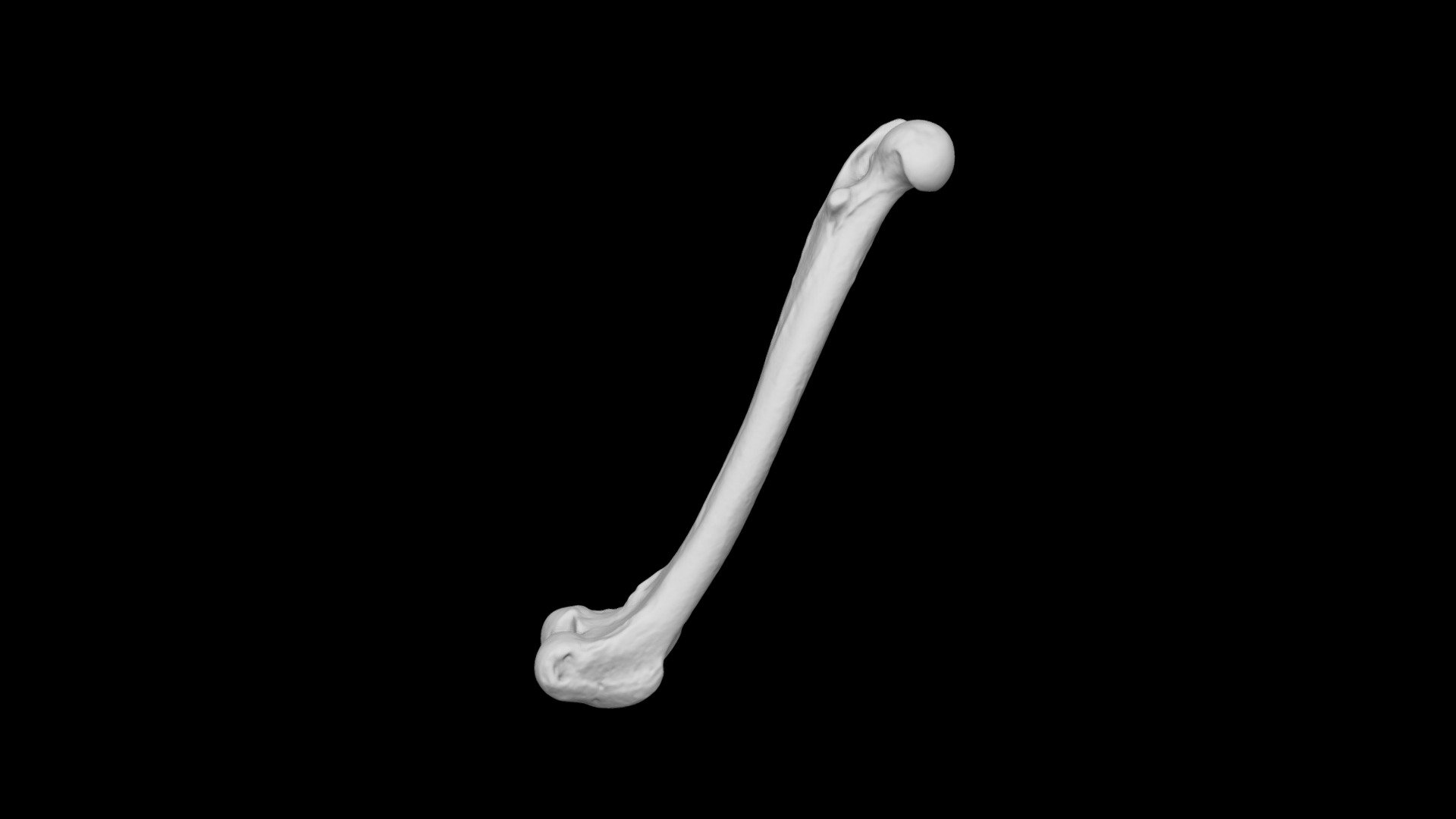 Dog femur, left - 3D model by Dr. Bobick's Virtual Anatomy Lab ...