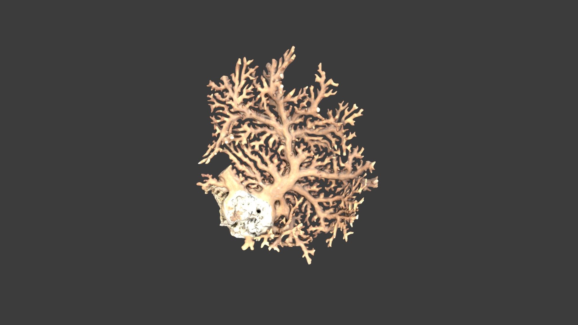 Distichopora violacea - Download Free 3D model by The Smithsonian ...