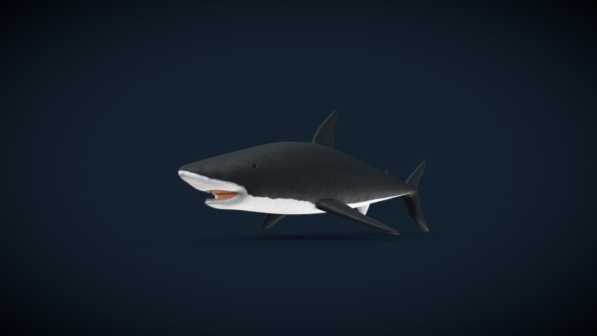Shark - Download Free 3D model by Damla Yagli (@ddamlayagli) [01b9872 ...