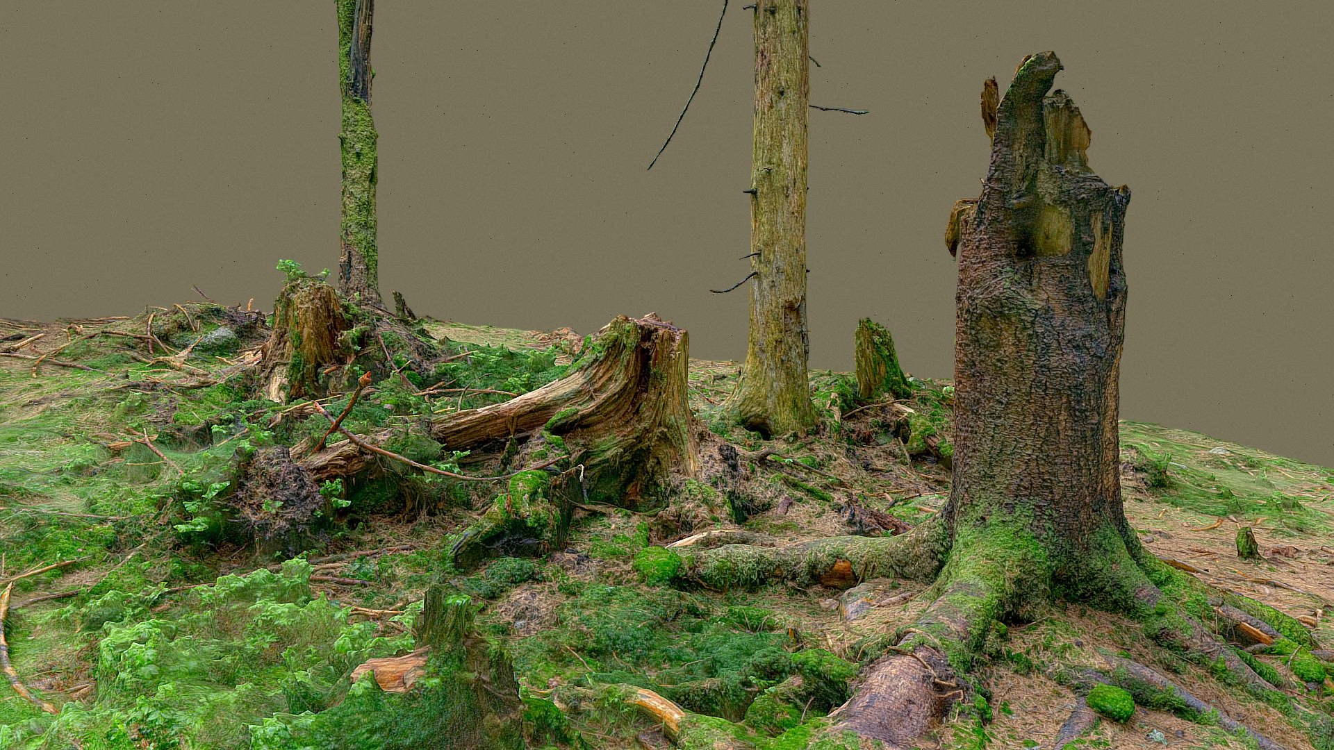 Clearing with dead trees - 3D model by archiwum_xyz [01bc537] - Sketchfab