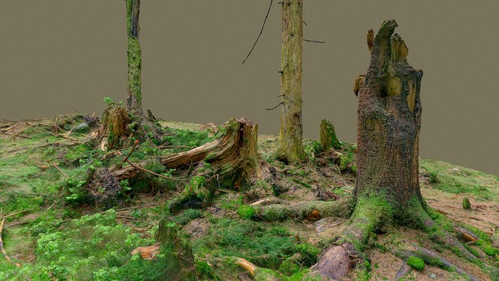 Trees 3D models - Sketchfab