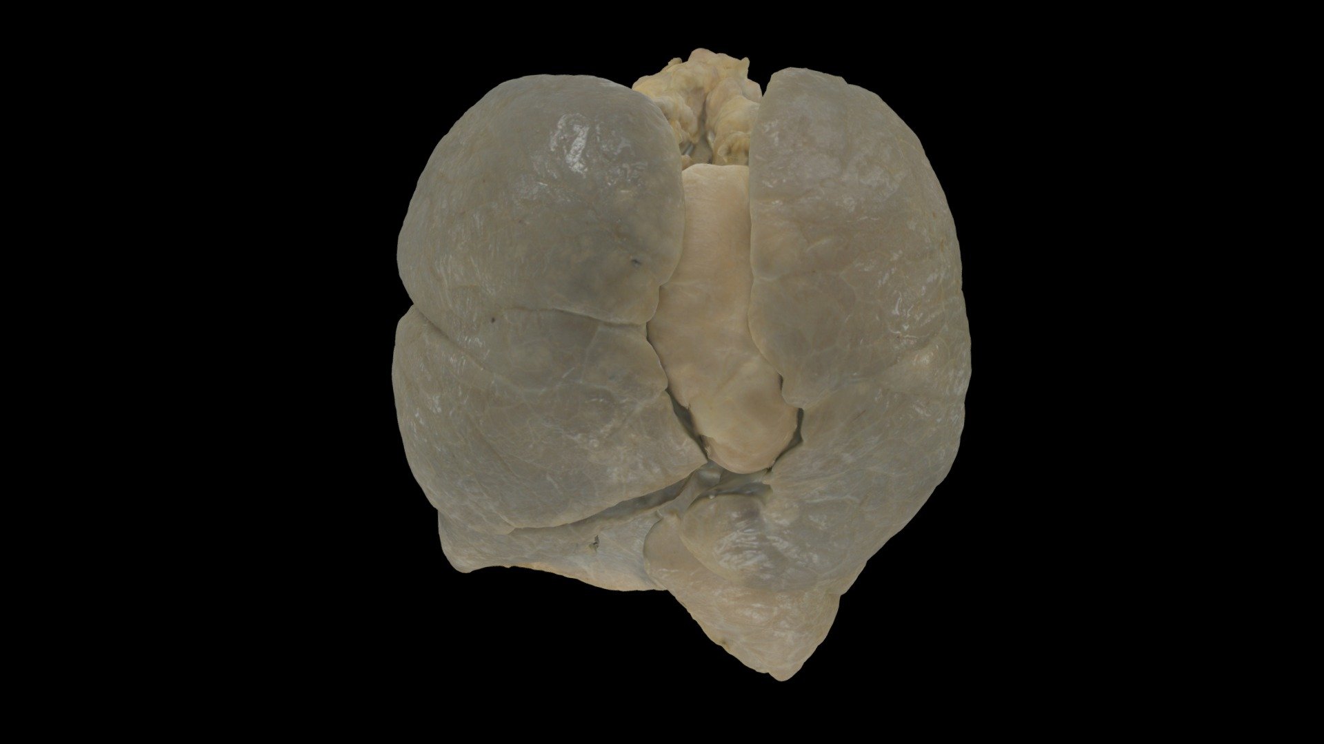Plastinated Pediatric Heart/Lung Block - Download Free 3D model by ...