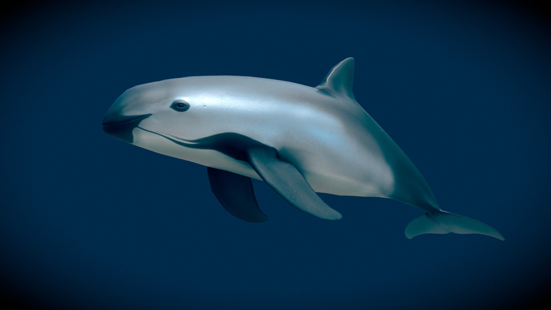 Vaquita (Phocoena sinus) - Download Free 3D model by Major (@majorgalah ...