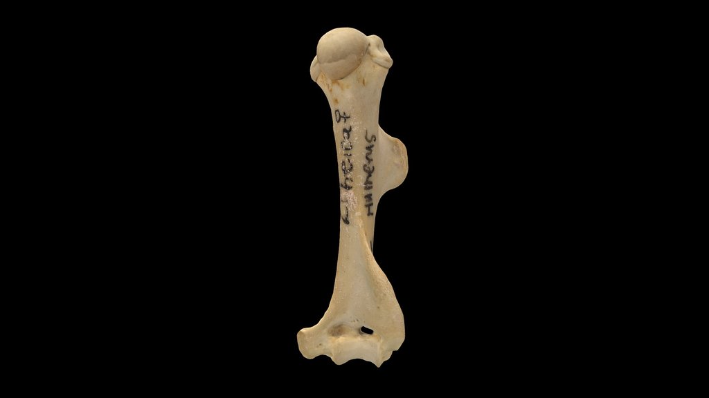 Nonhuman Bone References - A 3D model collection by Terrie Simmons ...