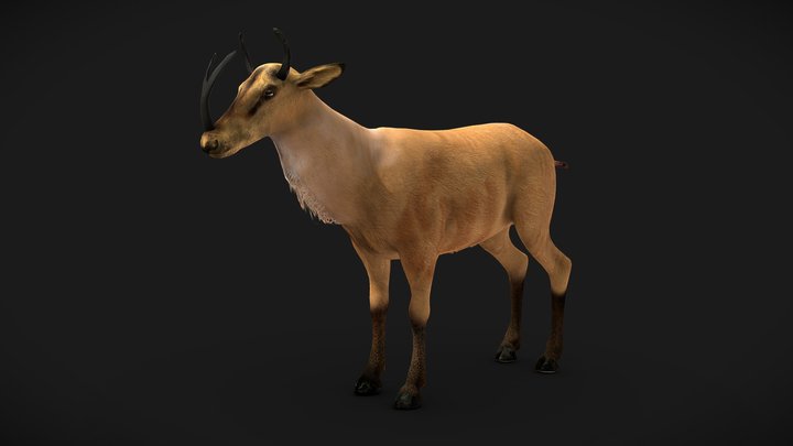 Rigged-animal 3D models - Sketchfab