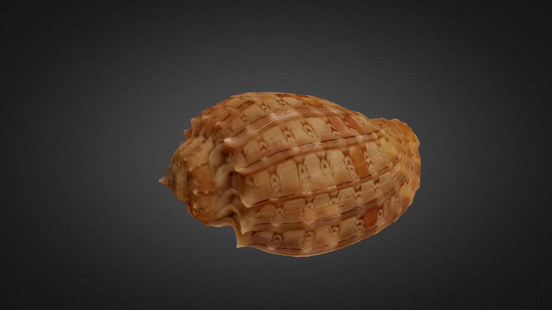 Harpa doris - Download Free 3D model by Giorgio Scioldo ...