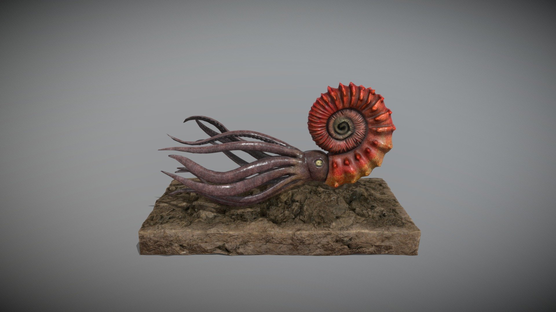 Ammonite - 3D model by M.S (@sesaki) [01cb51b] - Sketchfab