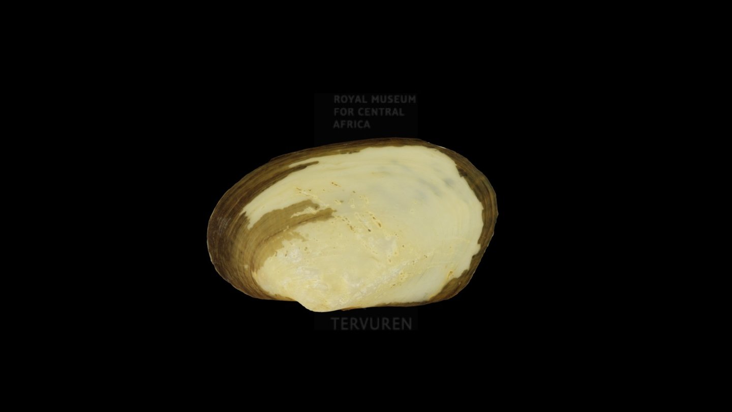 Nodularia sobaensis b - 3D model by Royal Museum for Central Africa ...
