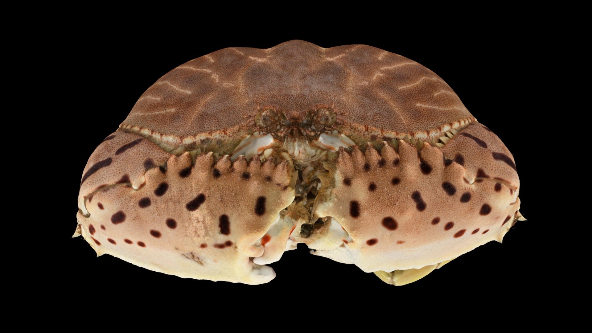 トラフカラッパ Common Box Crab, Calappa lophos - Download Free 3D model by ...