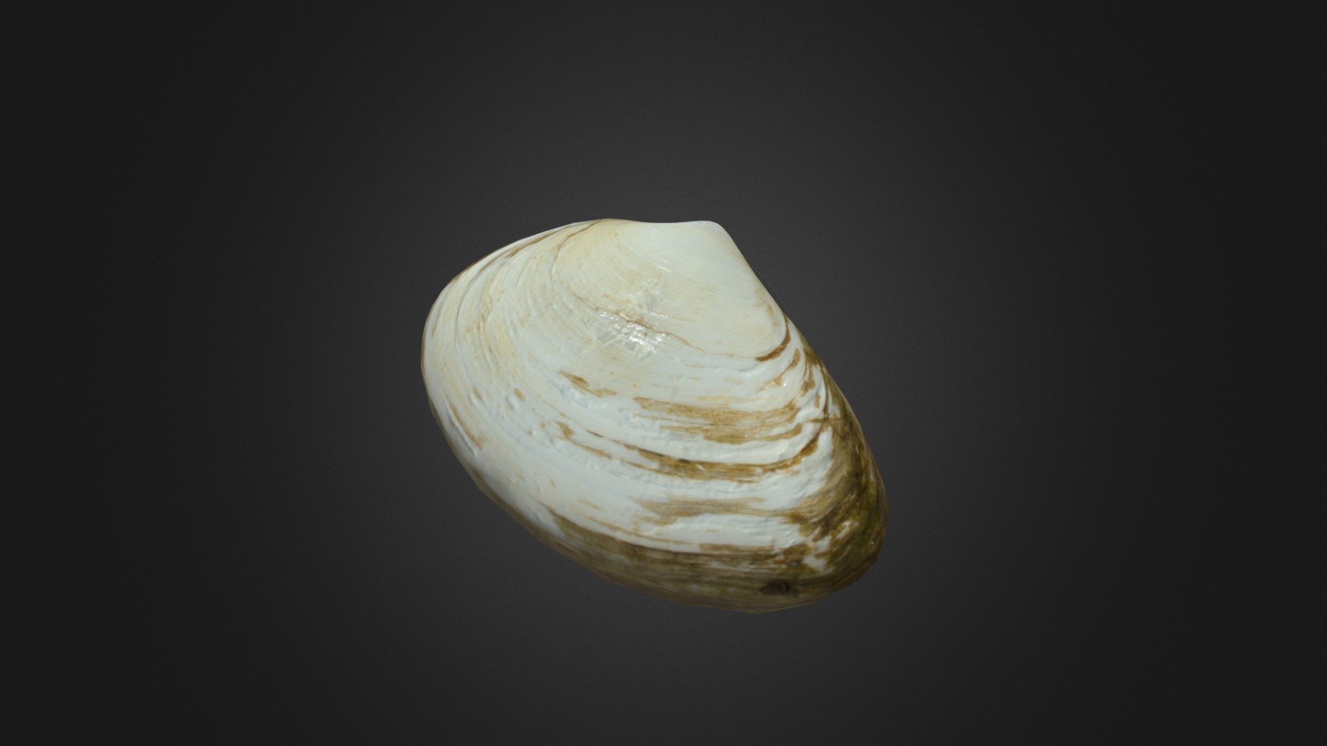 clam shell from Keats Island - Download Free 3D model by Urielgc ...