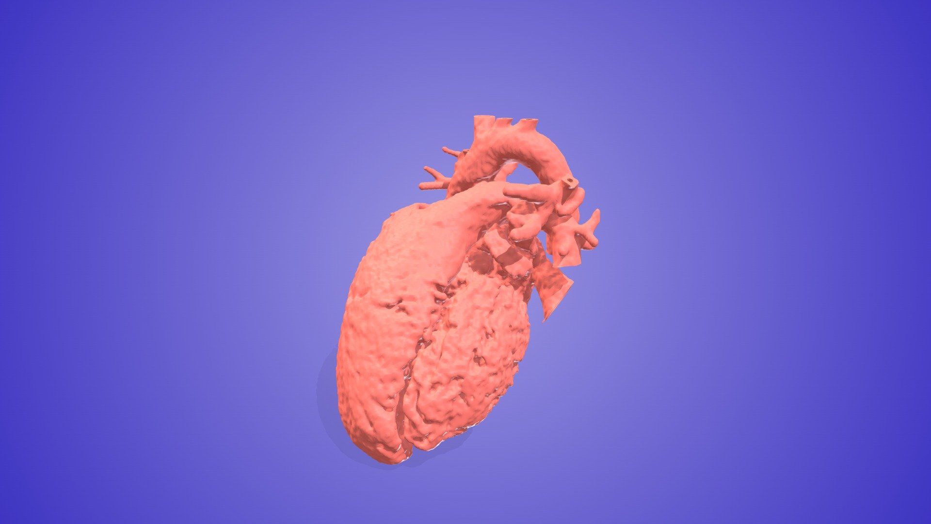 Download Free 3D model by 3D Heart Project (@3DHeartProject) [01ce8b7 ...