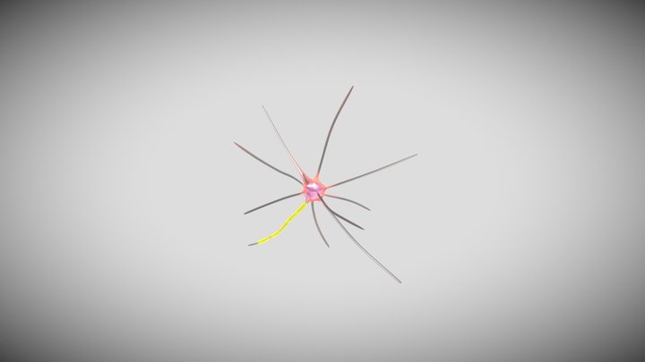 Neuron 3D models - Sketchfab