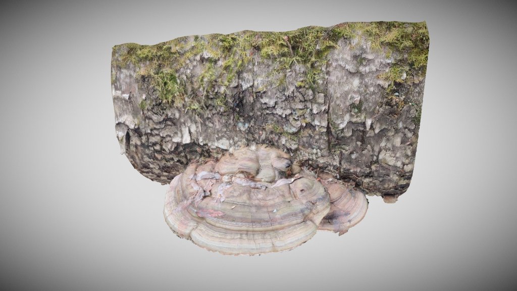 TCM - A 3D model collection by Ciconia (@ciconia123) - Sketchfab