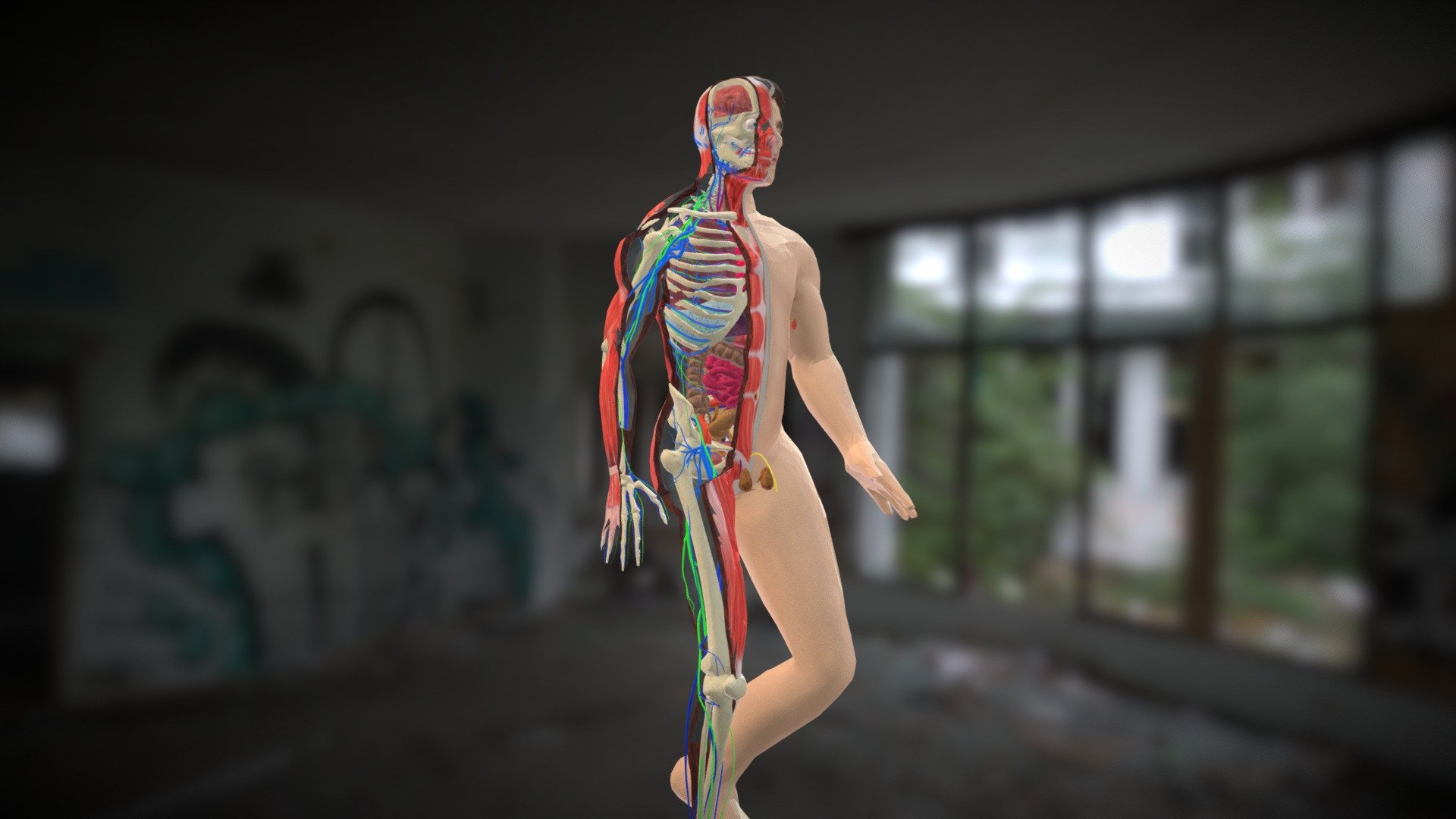 Animation Dissection Male Anatomy Systems - Buy Royalty Free 3D model by flarar-01 (@flarar ...