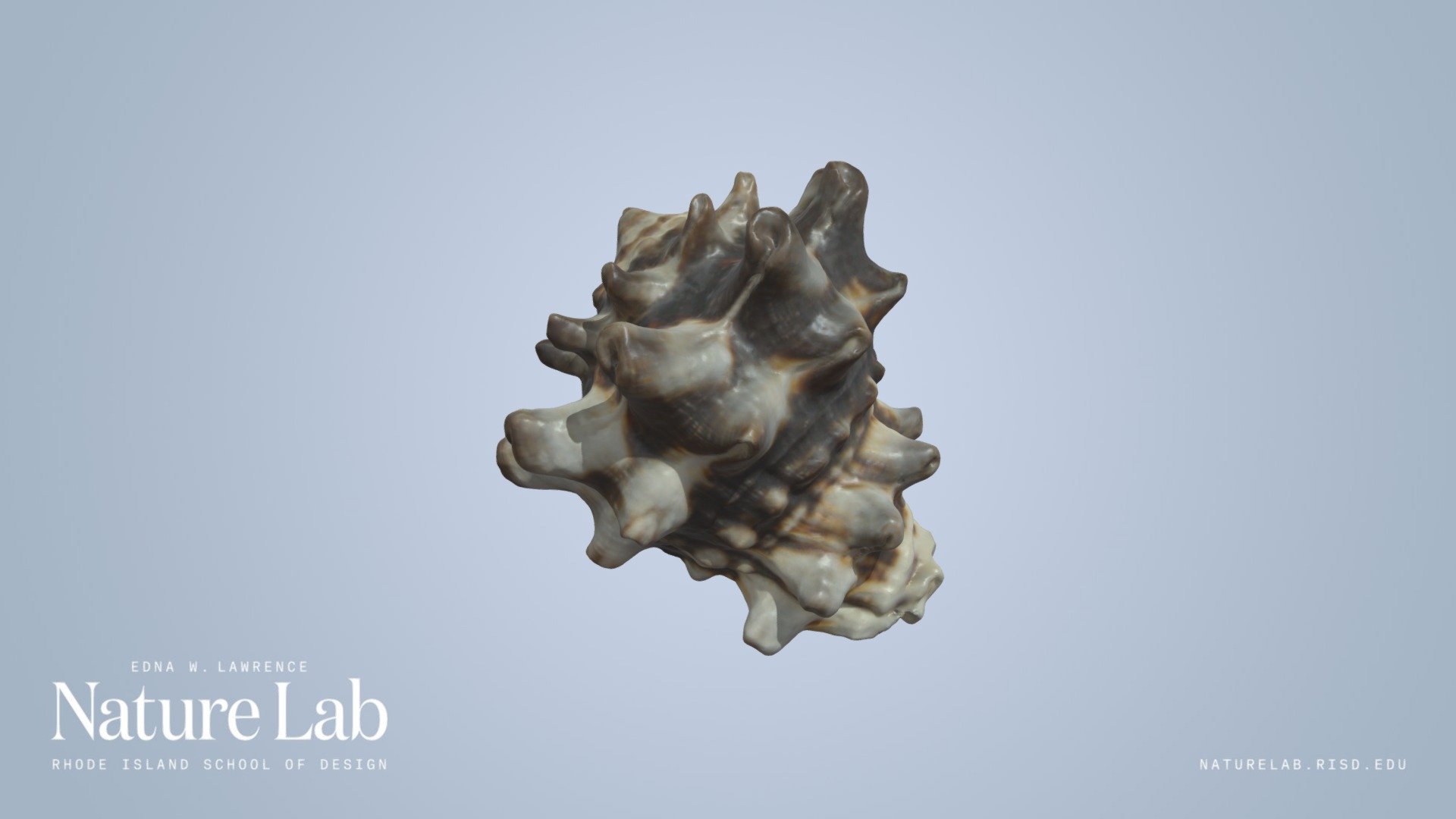 Common Pacific Vase Shell - Download Free 3D model by RISD Nature Lab ...