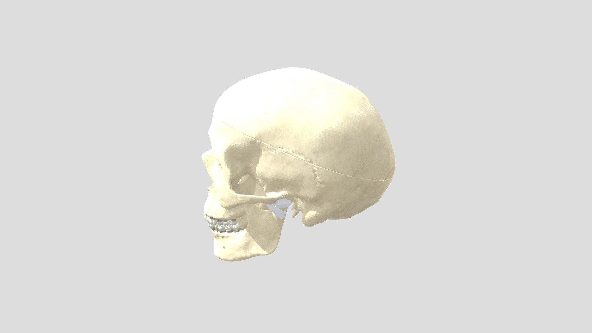 TMJ Ligament - 3D model by Immersify Education (@ImmersifyEducation ...
