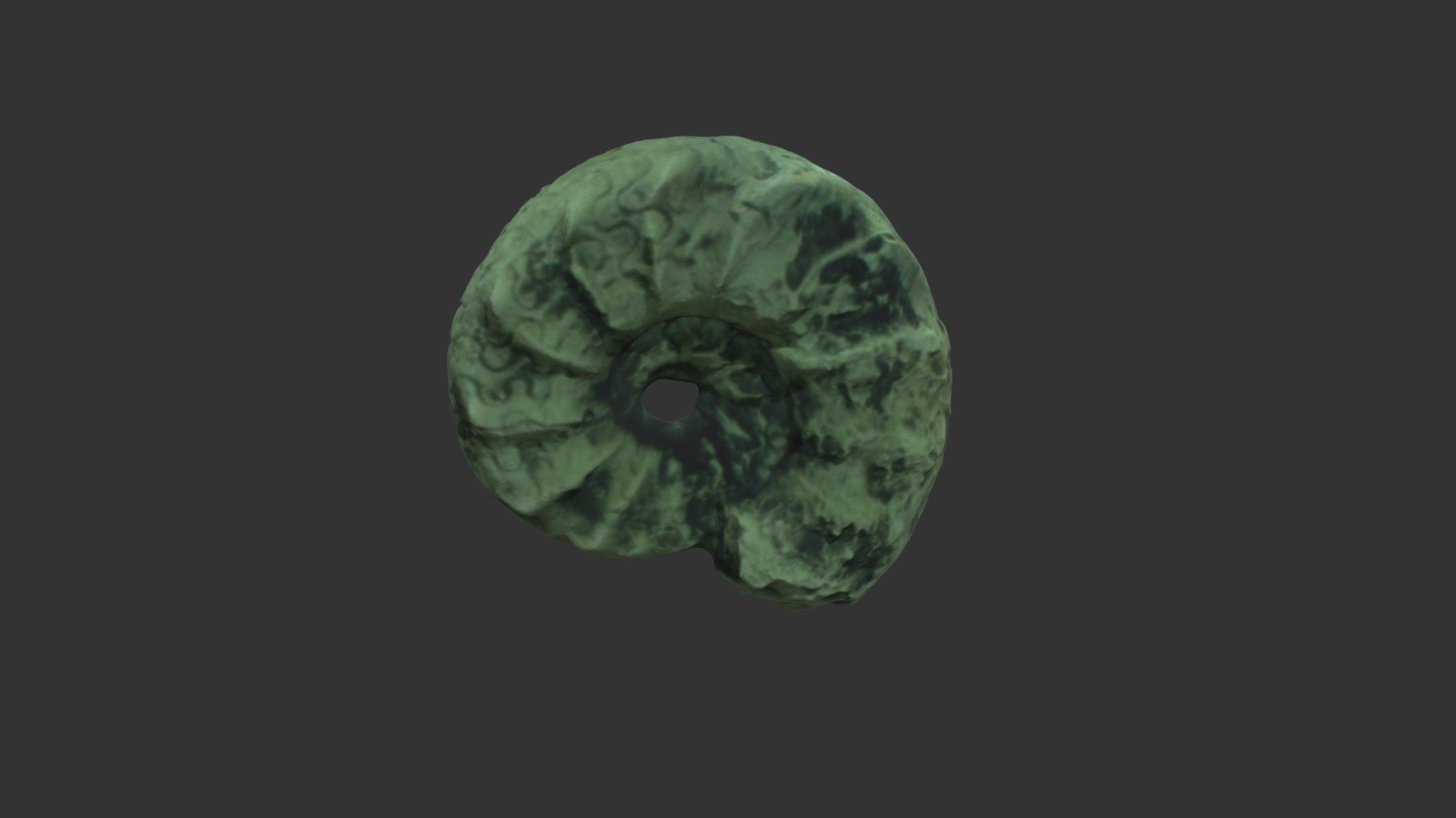 Ceratites - 3D model by svtlyceepasteur [01fb017] - Sketchfab